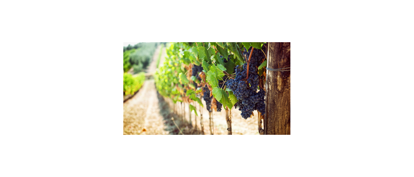 Discover the main French grape varieties...